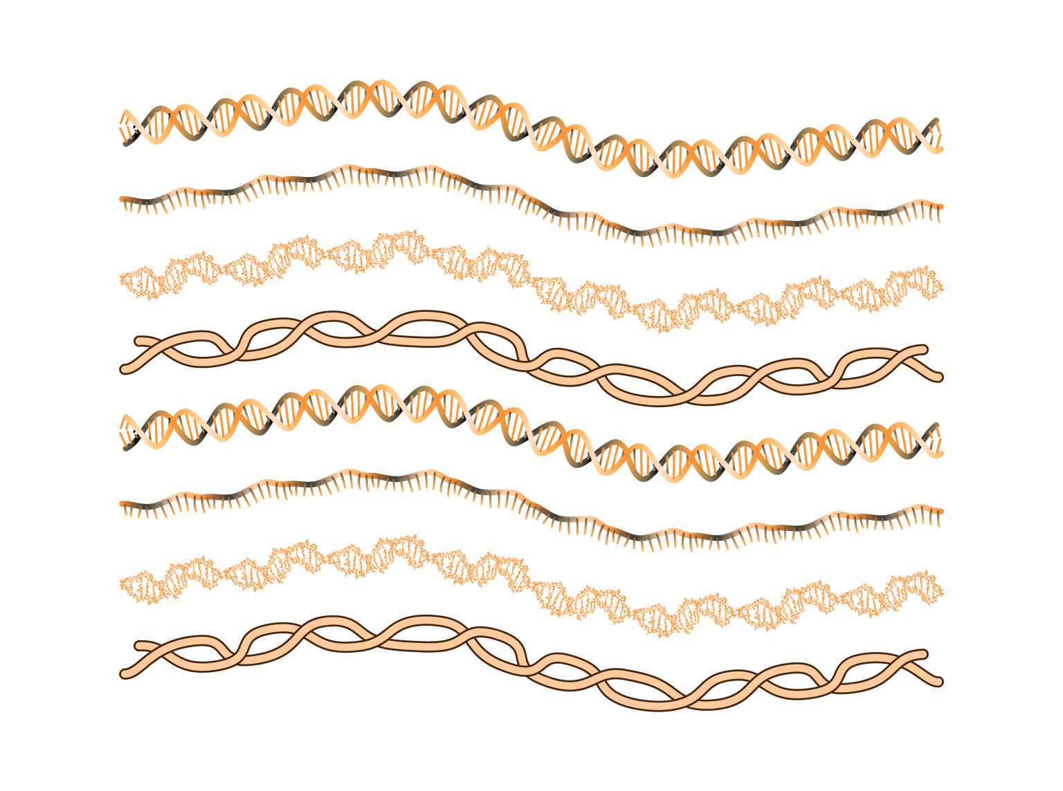 DNA Brushes for Adobe Illustrator - Kate Baldwin LLC