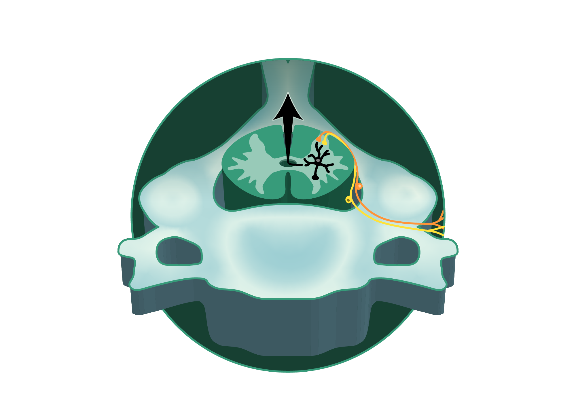 Neuron Activation Diagram - Kate Baldwin LLC