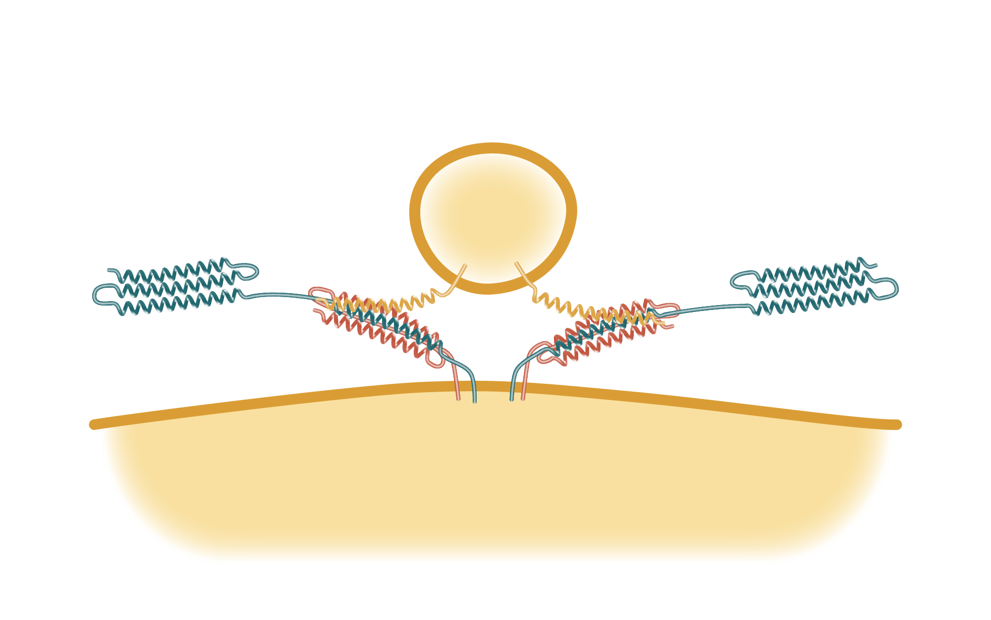 Exocytosis Animation