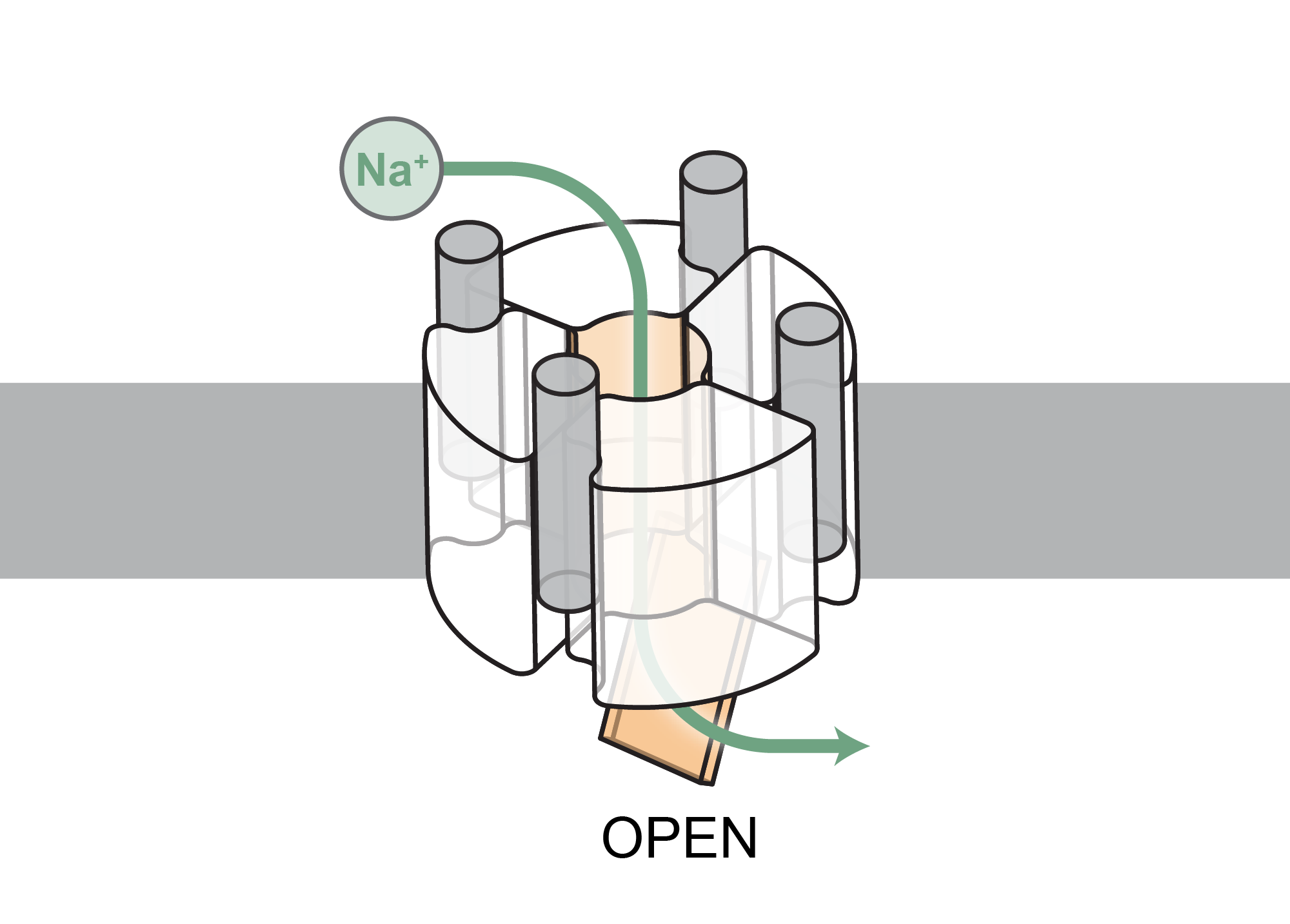 Animated Channel Opening - Kate Baldwin LLC