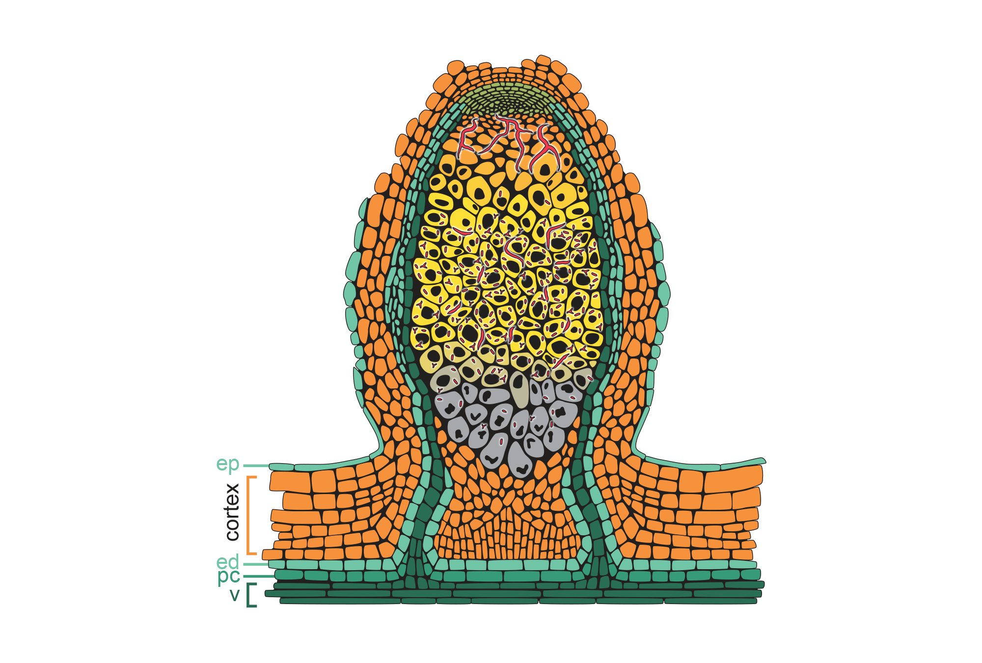 Nodule Formation Figure - Kate Baldwin LLC