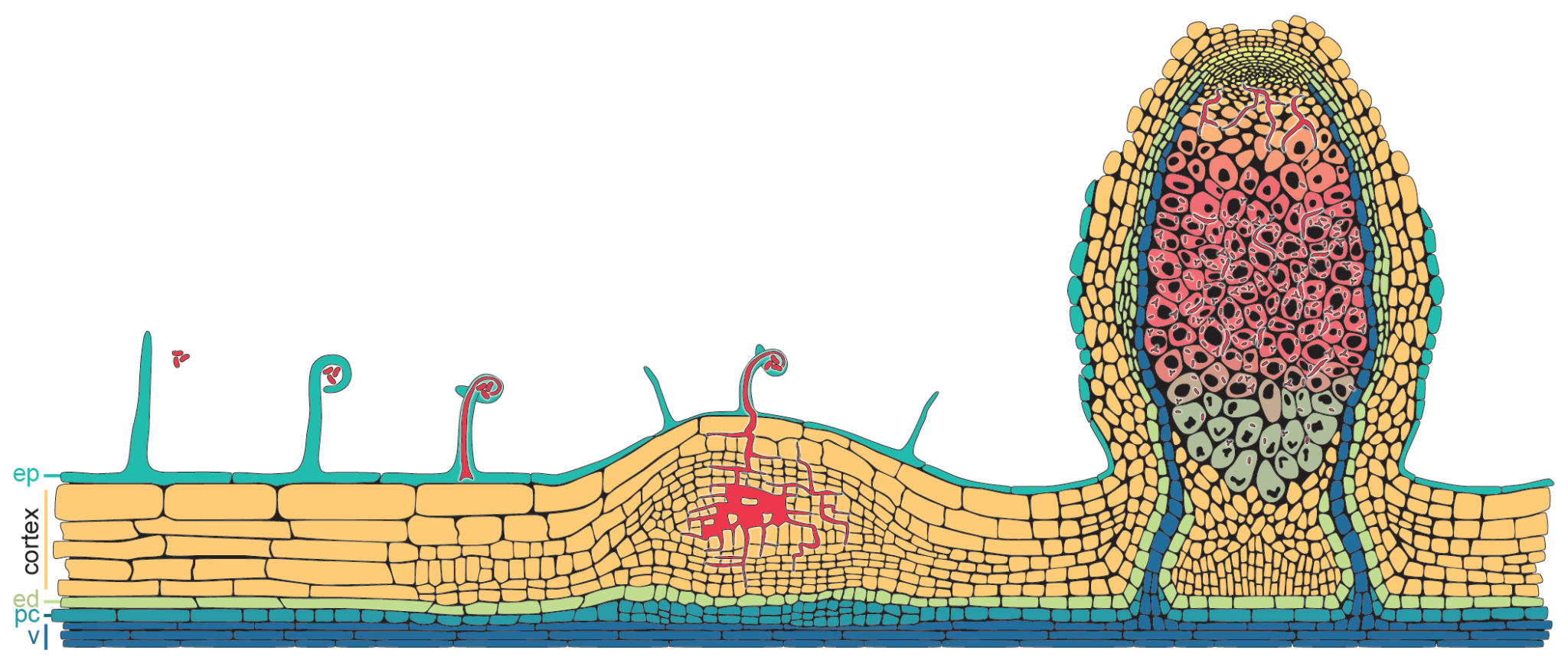 Nodule Formation Figure - Kate Baldwin LLC Nodule Formation Figure - Kate Baldwin LLC