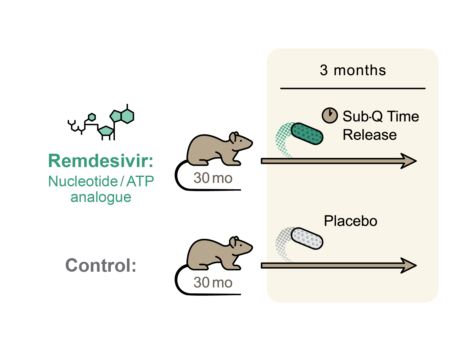 Graphical Abstract and PCR Scheme - Kate Baldwin LLC