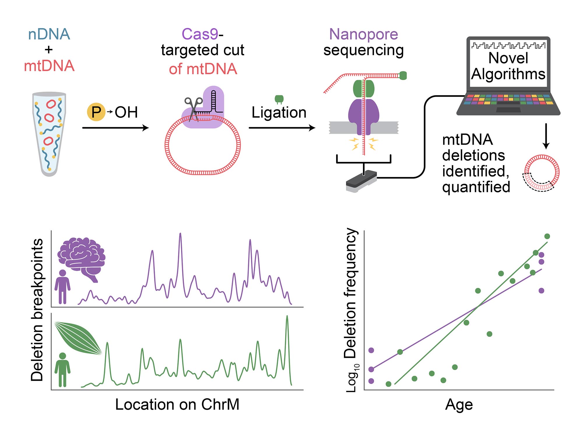 Graphic Abstract for Aging Cell - Kate Baldwin LLC
