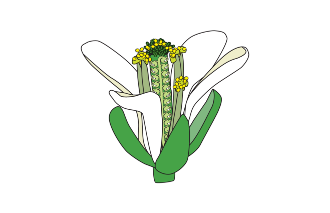 Arabidopsis Life Cycle Graphic - Kate Baldwin LLC