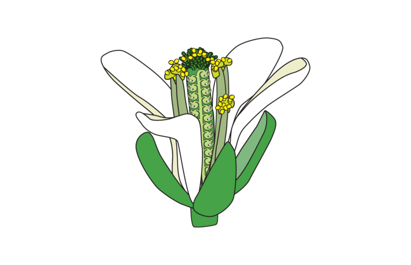 Arabidopsis Life Cycle Graphic - Kate Baldwin LLC