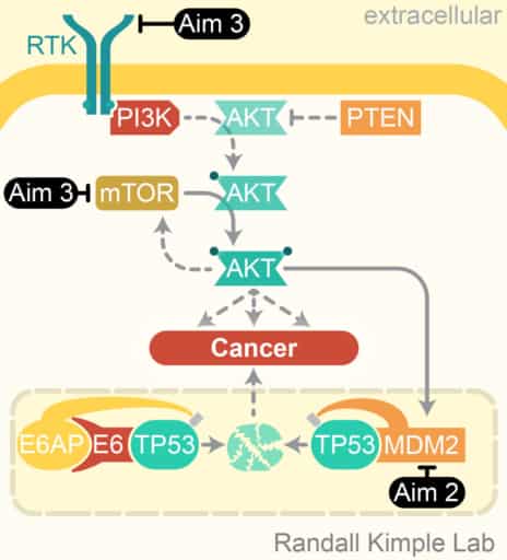 Scientific Illustration - Kate Baldwin LLC